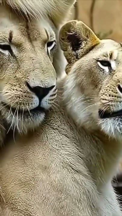 اسود بالذكاء الاصطناعي Youtube