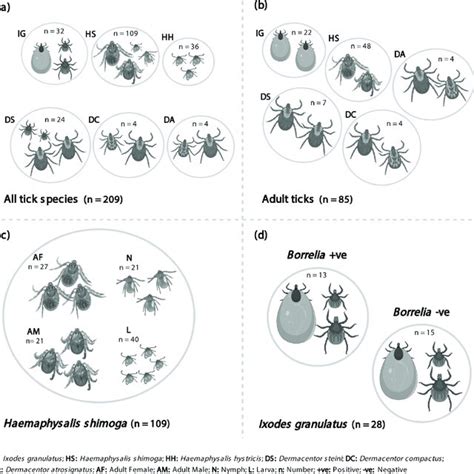 Data Analyses Were Conducted As Follows A All Tick Species Regardless Download Scientific
