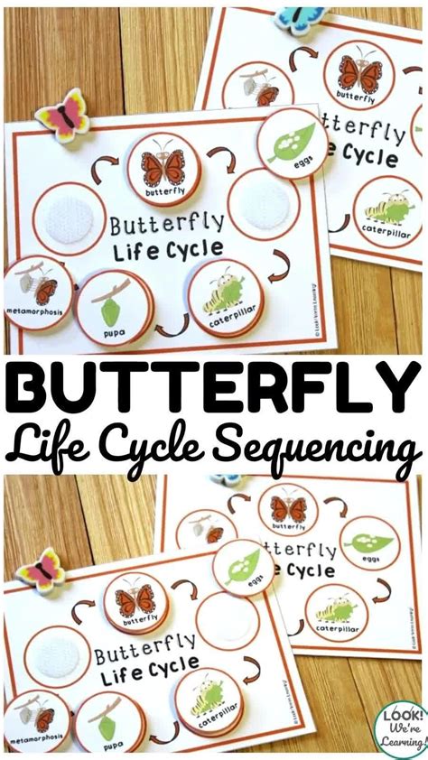 Life Cycle Of A Butterfly Worksheets Artofit