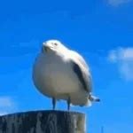 Bird Guy 67 Meme Sound Effect Button For Soundboard By Stoldro
