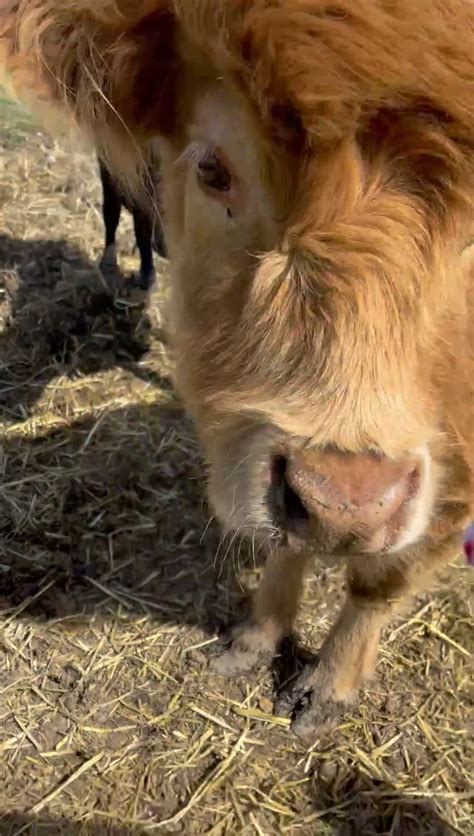 Hillcrest Farms Equine Sanctuary Home Facebook