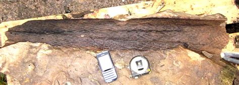 Is This Bark Fossil Id The Fossil Forum Is This Bark Fossil Id The Fossil Forum
