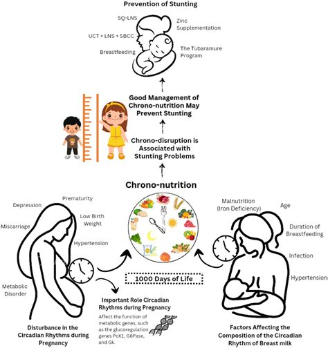 Optimizing Maternal And Fetal Health The Impact Of Chrono Nutrition During Pregnancy And Postpartum