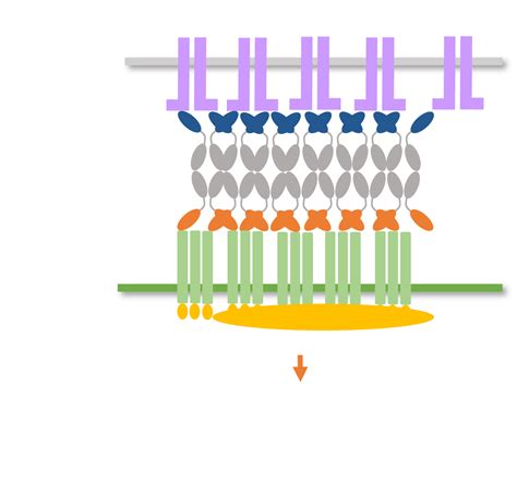 Hbice Bi Multi Specific Nona Biosciences