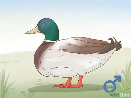3 Ways To Tell The Sex Of A Baby Duck Artofit