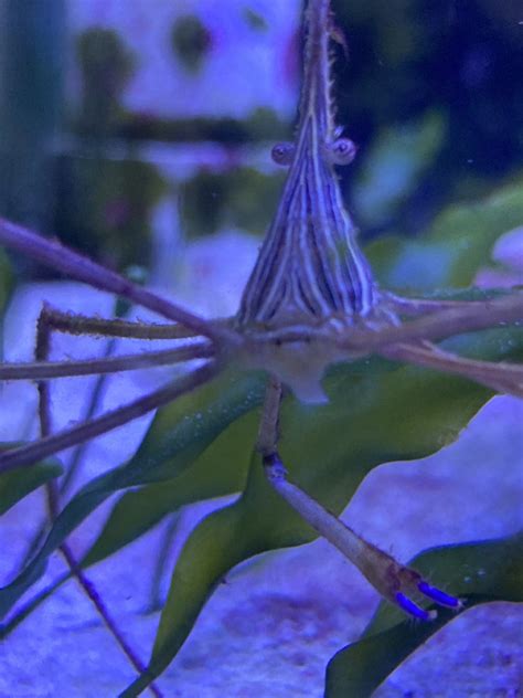 Arrow Crab Appendage Reef2reef