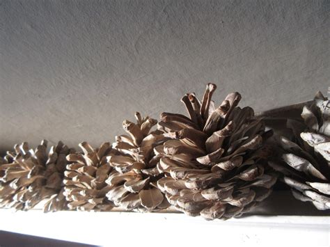 Sandra Loves Bleached Pine Cones Makes Of Christmas