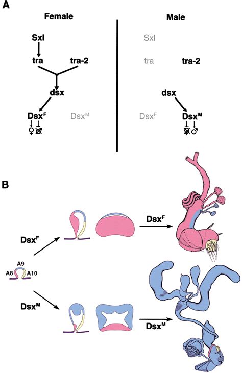 Sex Specific Deployment Of Fgf Signaling In Drosophila Recruits