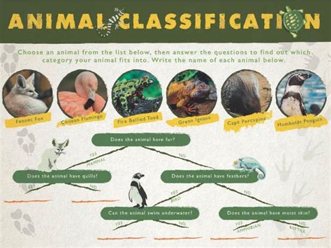 Animal Classification Sorting Diagram Teaching Resources