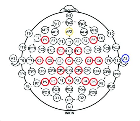 Ground Electrode In Eeg At Rory Sternberg Blog