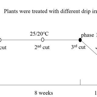 Schematic Diagram Of The Experimental And Sampling Process Download Scientific Diagram