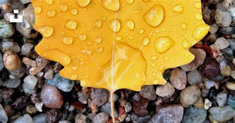 이슬이 맺힌 자갈에 노란 잎 사진 Unsplash의 무료 황색 이미지