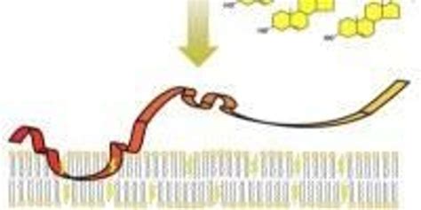 A Spring Loaded Sensor For Cholesterol In Cells Lab Manager