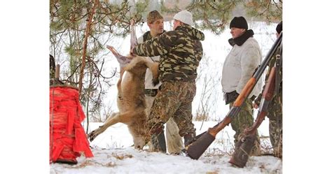 Вълци в Чернобил