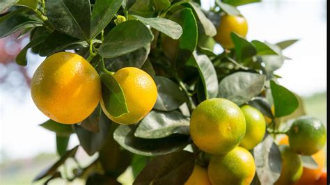 8 Different Types Of Limes With Images