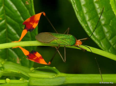 Leaf Footed Bug Anisoscelis Foliacea Coreidae From Ecuad Flickr
