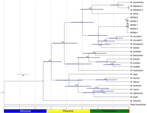 Ultrametric Tree Showing Divergence Time Estimates For Macaques Based Download Scientific