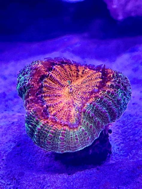 Coral Classification Rreeftank