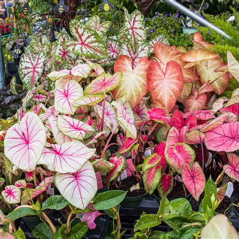 Caladium Elephant Ears Sugar Creek Gardens