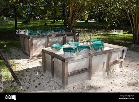 What Is A Turtle Nesting Box At Samuel Truelove Blog