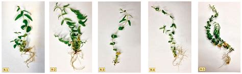variation in plants
