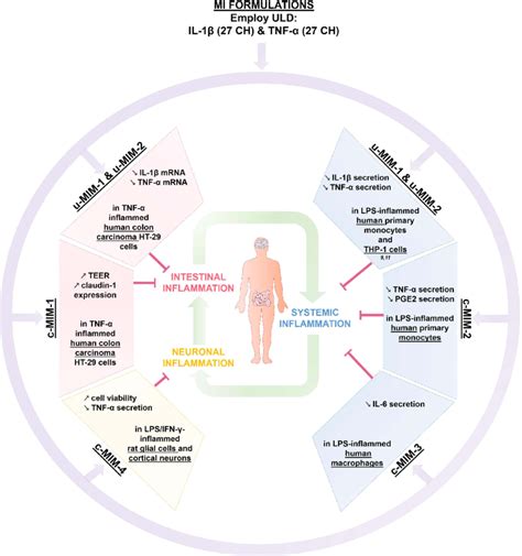 recapitulative scheme about the anti inflammatory effects of il 1β and
