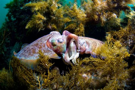 Sex In The Sea Giant Cuttlefish Aggregation In Whyalla Scuba Diver Life