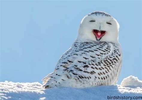The Snowy Owl A Majestic Hunter Of The Arctic