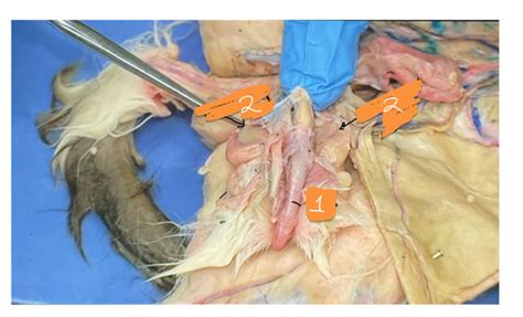 Male Rabbit Reproductive System Flashcards Quizlet