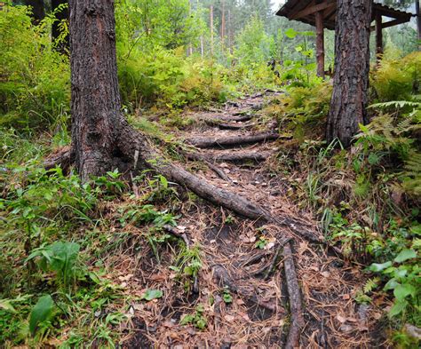 Roots Path Forest Plants Autumn Free Image From Needpix Com