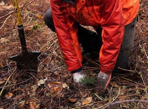 Plant A Tree In Memory Memorial Trees The Gifted Tree