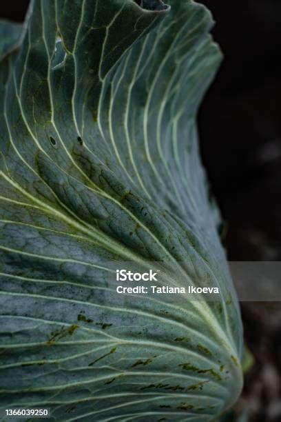 원시 신선한 녹색 양배추 질감과 배경 어두운 배경에 상단 보기 선택적 초점 0명에 대한 스톡 사진 및 기타 이미지 0명 가득 찬 건강한 식생활 Istock