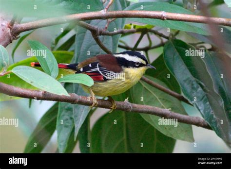 Red Tailed Minla Minla Ignotincta Adult Male Perched On Twig