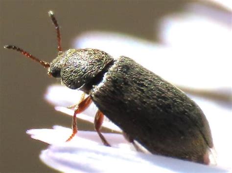 Small Beetle Nm Bugguidenet