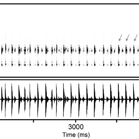 Spectrogram Above And Oscillogram Below Of A Part Of A Long Call Download Scientific