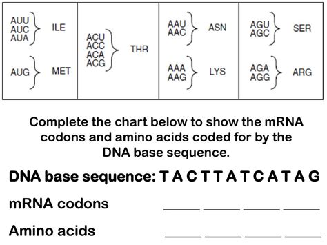 Dna Base Sequence