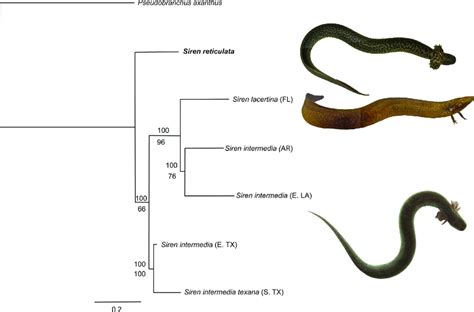 Bayesian Inference Consensus Tree For Sirens And Pseudobranchus Download Scientific Diagram