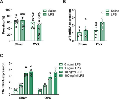 Sex Differences In Microglia Function In Aged Rats Underlie