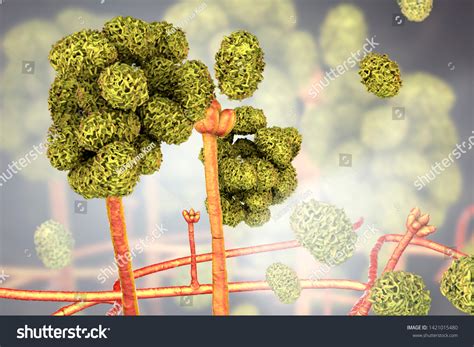 Stachybotrys Chartarum Mould Toxic Mould Common Stock Illustration