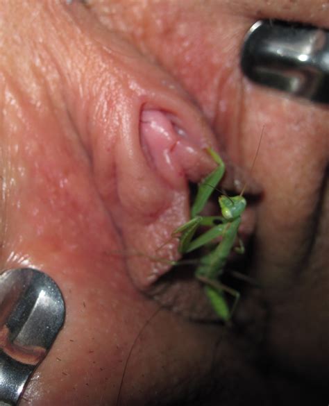 Worms In Pussy 54 Photos Porn Worms In Pussy 54 Photos Porn