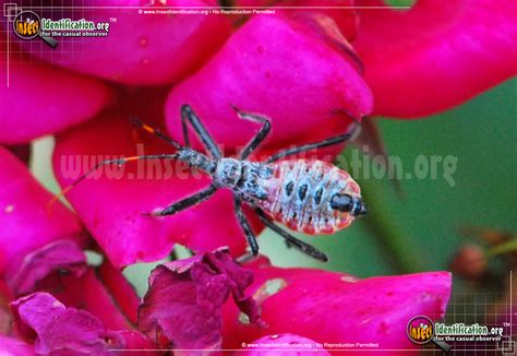 Assassin Bug