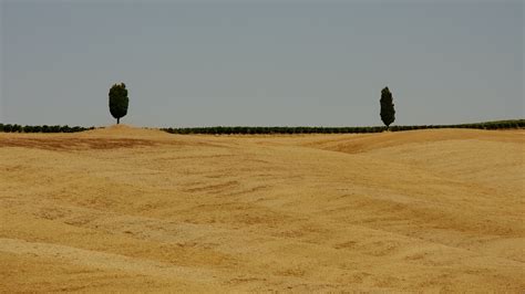 How To Plant Raspberry Seeds