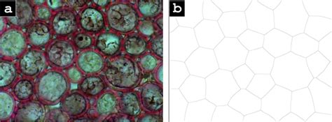 An Example Finite Element Analysis Of Stresses In Zea Mays Stem