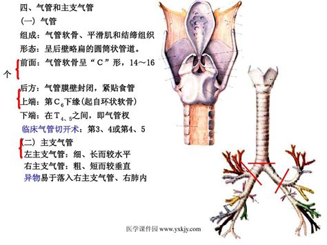呼吸系统word文档在线阅读与下载无忧文档