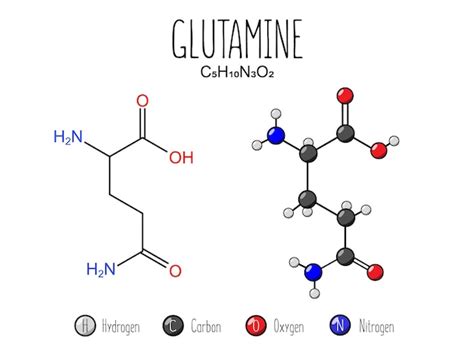 Glutamine Structure