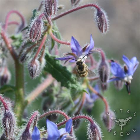 Borage Organic Vital Seeds