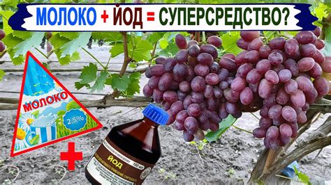 🍇 МОЛОКО и ЙОД на винограде! СУПЕРСРЕДСТВО для лечения? Проверяем! Так ...
