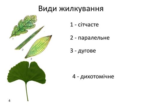 Презентація Листок Зовнішня будова