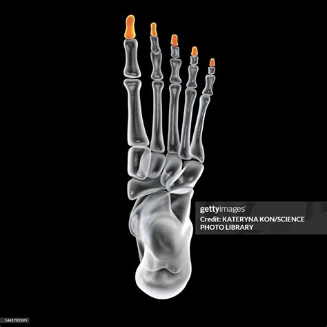 Distal Phalange Bones Of The Foot Illustration High Res Vector Graphic