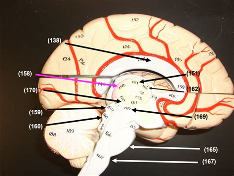 Lab 10 Diagram Quizlet